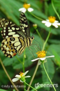 Bunga Ketul, Tumbuhan Hama Namun Banyak Manfaat - Greeners.Co