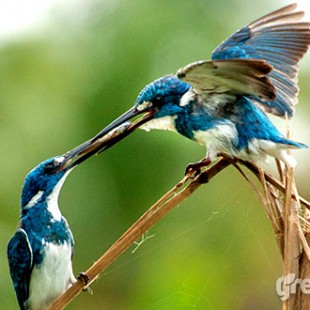 Raja Udang Kalung Biru, Si Cantik Pemalu yang Kian Langka