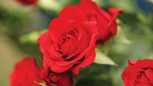 Bunga Mawar, Simbol Cinta yang Bermanfaat bagi Kesehatan