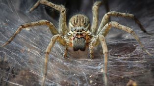 Laba-Laba, Fauna ini Bikin Merinding tapi Bisa Bantu Usir Hama