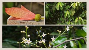 Suku Meranti-Merantian, Buahnya Seperti Baling-Baling - Greeners.Co