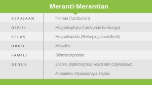 Suku Meranti-Merantian, Buahnya Seperti Baling-Baling - Greeners.Co
