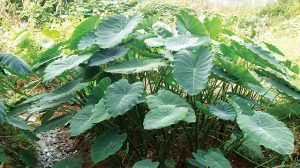 Tanaman Talas, Bukan Hanya Milik Bogor - Greeners.Co