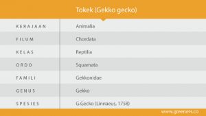 Mengenal Tokek: Berbagai Jenis dan Mitos di Tengah Masyarakat