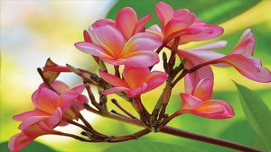 Bunga Kamboja, Bunga Khas Pulau Dewata - Greeners.Co