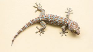 Mengenal Tokek: Berbagai Jenis dan Mitos di Tengah Masyarakat