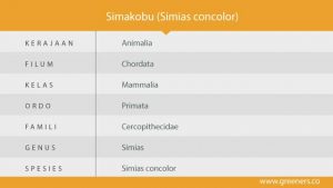 Simakobu, Monyet Ekor Babi Khas Mentawai - Greeners.Co