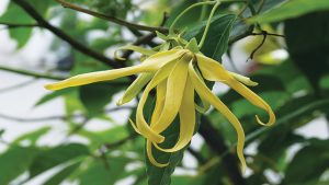 Bunga Kenanga, Penghasil Minyak Asiri yang Legendaris - Greeners.Co