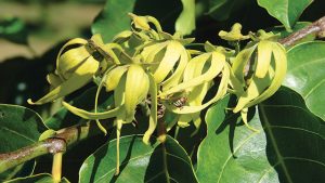 Bunga Kenanga, Penghasil Minyak Asiri yang Legendaris - Greeners.Co