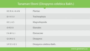 Eboni, Pohon Unggulan Sulawesi yang Mulai Langka - Greeners.Co