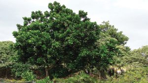 Keben, Kerabat Mangrove dengan Buah Unik - Greeners.Co
