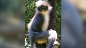 Surili, Primata Khas Jawa Barat - Greeners.Co