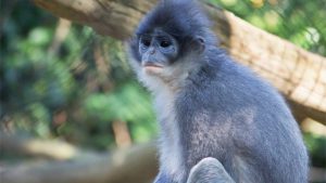 Surili, Primata Khas Jawa Barat - Greeners.Co