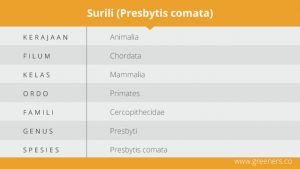 Surili, Primata Khas Jawa Barat - Greeners.Co