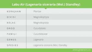 Labu Air, Tanaman Budidaya Tertua Pembuat Koteka - Greeners.Co