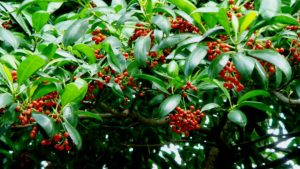 Tembesu, 'Kayu Raja' Primadona Sumatera Selatan - Greeners.Co