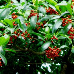 Tembesu, 'Kayu Raja' Primadona Sumatera Selatan - Greeners.Co