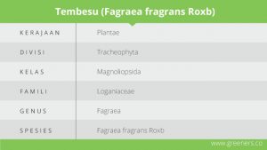 Tembesu, 'Kayu Raja' Primadona Sumatera Selatan - Greeners.Co