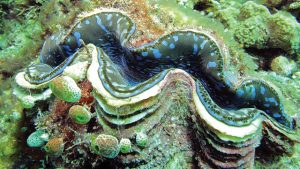 Kima, Kerang Berukuran Gigantis - Greeners.Co