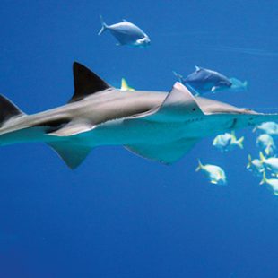 Bebuyutan Hiu ini Punya Moncong Bergerigi, Si Pari Gergaji - Greeners.Co