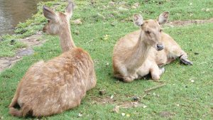 Rusa Timor, Rusa Asli Indonesia dengan Daya Adaptasi Tinggi - Greeners.Co
