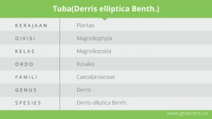 Tuba, Biopestisida Andal Pembasmi Hama Tanaman dan Ikan Liar - Greeners.Co