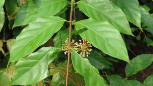 Gambir, Teman Menyirih Penghasil Devisa - Greeners.Co