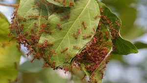 Semut Rangrang, Sifat Sosialnya Mirip Manusia - Greeners.Co