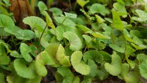 Pegagan, Herba Mungil Pemberi Asupan Otak - Greeners.Co