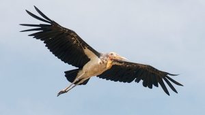 Bangau Tongtong, Burung Kepala Botak Penghuni Lahan Basah - Greeners.Co