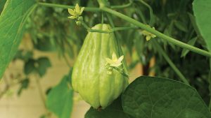 Labu Siam, Buahnya Sarat Serat - Greeners.Co