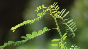 Meniran, Tumbuhan Liar Berkhasiat Obat - Greeners.Co