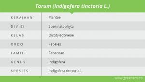 Tarum, Primadona Pewarna Alami Batik - Greeners.Co