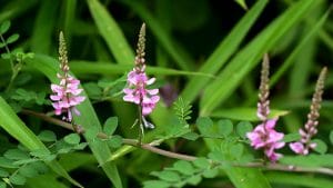 Tarum, Primadona Pewarna Alami Batik - Greeners.Co