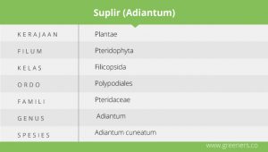 Suplir Tanaman Hias Berulir - Greeners.Co