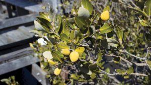 Avicennia marina, Sumber Pangan dan Obat Masyarakat Pesisir - Greeners.Co