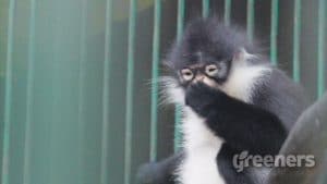 Kekah Natuna, Primata Endemik Pulau Natuna yang Terancam Punah ...