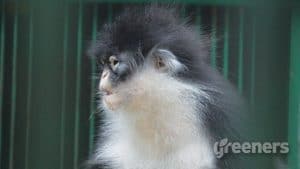 Kekah Natuna, Primata Endemik Pulau Natuna yang Terancam Punah ...