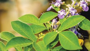 Legundi Tanaman Herbal yang Andal - Greeners.Co