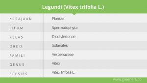 Legundi Tanaman Herbal yang Andal - Greeners.Co