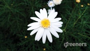 Bunga Daisy, Si Mungil dengan Sejuta Manfaat - Greeners.Co