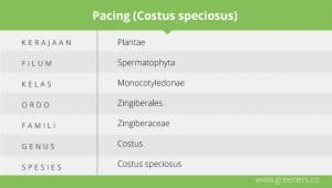 Rimpang Pacing Bermanfaat untuk Segala Pengobatan - Greeners.Co