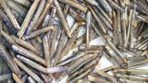 Kerang Pisau, Moluska yang Unggul Beradaptasi - Greeners.Co