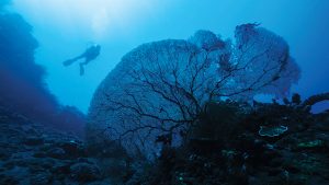 Kerusakan Laut Indonesia Berlangsung Sepanjang 25 Tahun Terakhir ...