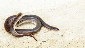 Ular Pelangi, Reptil dengan Sisik Berkilau Indah - Greeners.Co