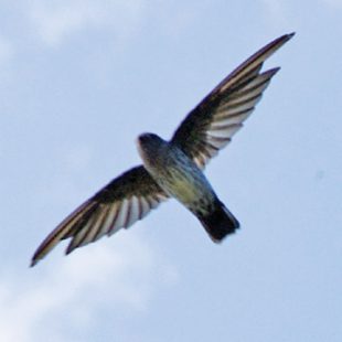 Walet Sapi, Si Mungil Penghuni Gua dengan Mata Tajam