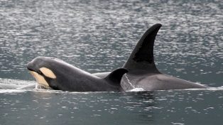 Penyebab Munculnya Paus Orca di Perairan Indonesia - Greeners.Co