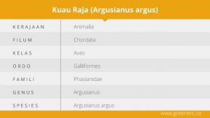 Kuau Raja, Burung Raksasa Berbulu Indah - Greeners.Co