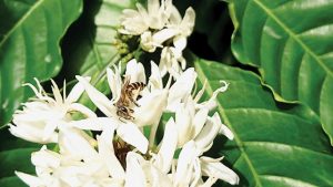 Kopi Liberika, Flora Penyelamat Gambut yang Bernilai Tinggi