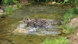 Kucing Bakau, Perenang dan Pemancing Ulung dari Asia